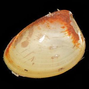 The Biodiversity of Singapore- Ennucula sp. 2