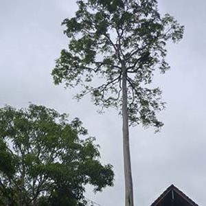 The Biodiversity of Singapore- Antiaris toxicaria