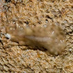 The Biodiversity of Singapore- Acotylea sp.