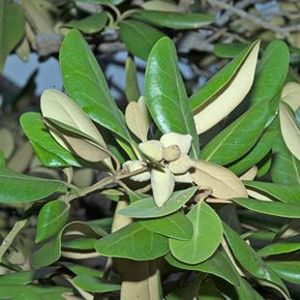 The Biodiversity of Singapore- Avicennia rumphiana