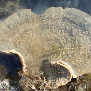 The Biodiversity of Singapore- Podabacia sp.