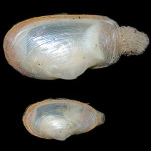 The Biodiversity of Singapore- Lantern shell sp. 3