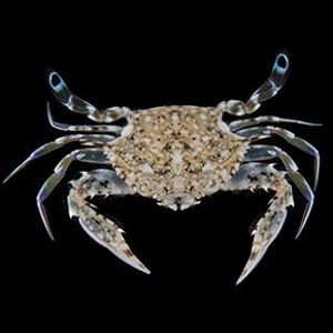 The Biodiversity of Singapore- Portunus sp. 4413DR1-005