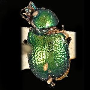 The Biodiversity of Singapore- Colaspoides laportei