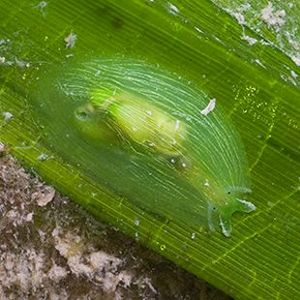 The Biodiversity of Singapore- Phyllaplysia sp.