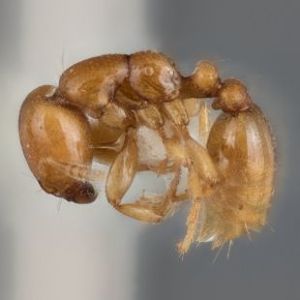 The Biodiversity of Singapore- Liomyrmex gestroi