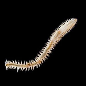 The Biodiversity of Singapore- Nephtyidae sp. SEA-1725