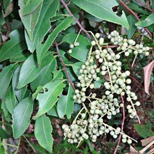 The Biodiversity of Singapore- Embelia ribes