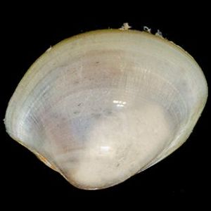 The Biodiversity of Singapore- Nuculidae sp.