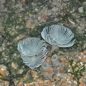 The Biodiversity of Singapore- Serpulidae sp.