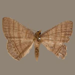 The Biodiversity of Singapore- Bulonga schistacearia