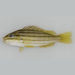 The Biodiversity of Singapore- Helotes sexlineatus