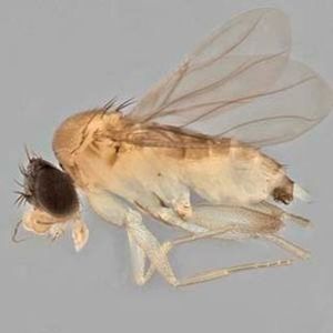 The Biodiversity of Singapore- Megaselia sp. ZRC_BDP0031670