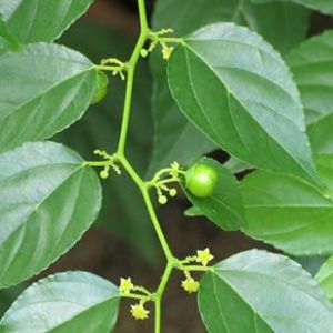 The Biodiversity of Singapore- Colubrina asiatica