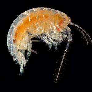 The Biodiversity of Singapore- Amphipoda sp. 14