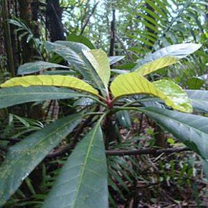 The Biodiversity of Singapore- Dyera costulata