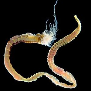 The Biodiversity of Singapore- Terebellidae sp. SS-1741