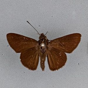 The Biodiversity of Singapore- Quedara monteithi monteithi