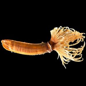 The Biodiversity of Singapore- Sabellidae sp. INT-1137