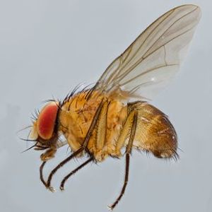 The Biodiversity of Singapore- Muscidae sp. ZRC_BDP0091395