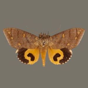 The Biodiversity of Singapore- Eudocima (Rhytia) discrepans