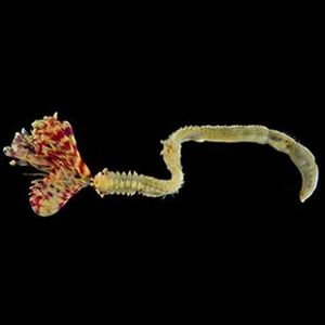 The Biodiversity of Singapore- Sabellidae sp. INT-0360