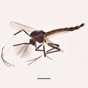 The Biodiversity of Singapore- Dicrotendipes pelechloris