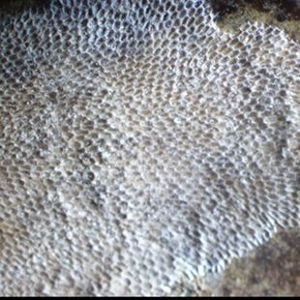 The Biodiversity of Singapore- Conopeum sp.