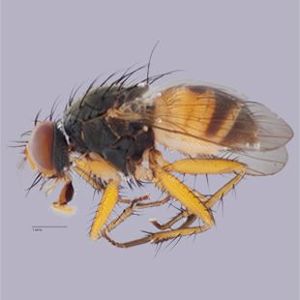 The Biodiversity of Singapore- Pygophora sp. ZRC_BDP0019801