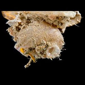 The Biodiversity of Singapore- Solitary ascidian sp. 32