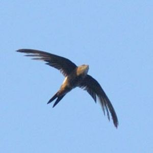 The Biodiversity of Singapore- Apus pacificus