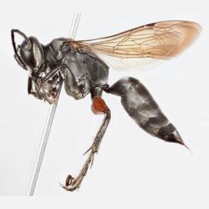 The Biodiversity of Singapore- Liris subtessellatus