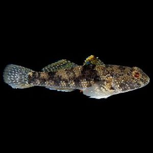 The Biodiversity of Singapore- Bathygobius fuscus