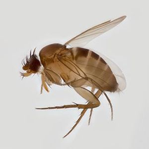 The Biodiversity of Singapore- Dohrniphora sp. ZRC_BDP0033153