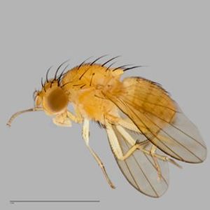 The Biodiversity of Singapore- Homoneura (Homoneura) sp. ZRCBDP0019826