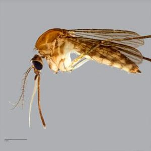 The Biodiversity of Singapore- Verrallina butleri