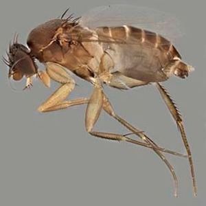 The Biodiversity of Singapore- Megaselia sp. ZRC_BDP0032317