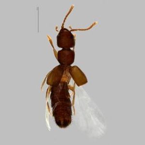 The Biodiversity of Singapore- Medon sp. ZRCBDP0060513