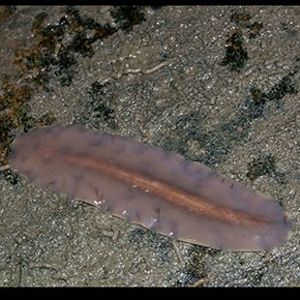 The Biodiversity of Singapore- Acotylea sp.