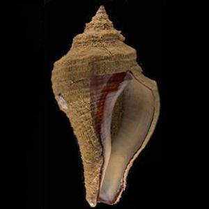 The Biodiversity of Singapore- Volegalea cochlidium