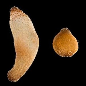 The Biodiversity of Singapore- Peanut worm sp. 8