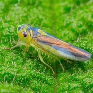 The Biodiversity of Singapore- Kolla bataviae