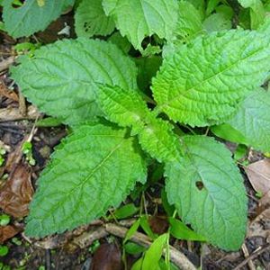 The Biodiversity of Singapore- Hyptis capitata