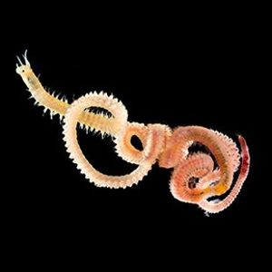 The Biodiversity of Singapore- Eunice sp. SUB-2052