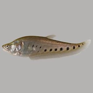 The Biodiversity of Singapore- Chitala ornata