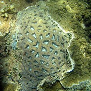 The Biodiversity of Singapore- Dipsastraea maxima