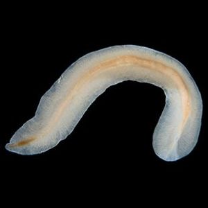 The Biodiversity of Singapore- Prosthiostomidae sp. 1