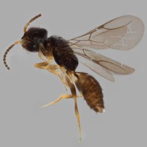 The Biodiversity of Singapore- Bethylidae sp. ZRC_BDP0345002