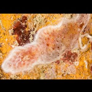 The Biodiversity of Singapore- Didemnidae sp. 25