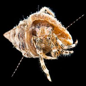 The Biodiversity of Singapore- Pagurus sp. 1